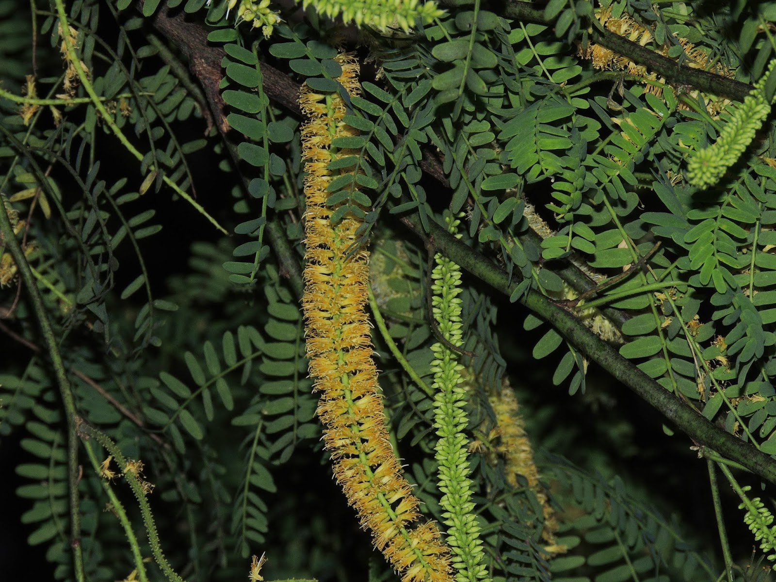 Fabaceae - Leguminosae no Brasil: Fabaceae - ﻿ Neltuma juliflora (Sw ...