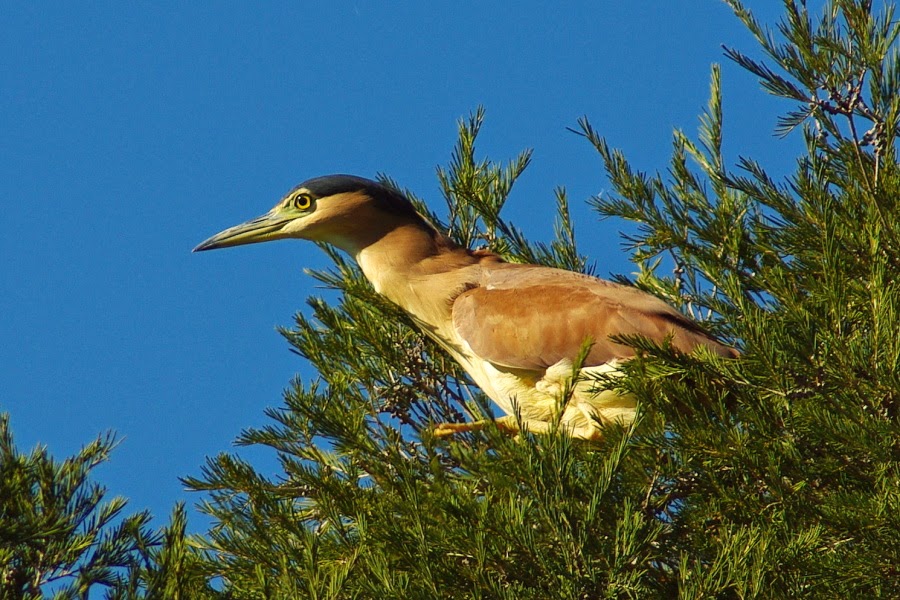 Birds of Western Australia: Nankeen night heron