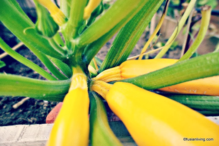 Growing Courgettes in the Summer Rain... | Grow Your Own Veg Blog ...