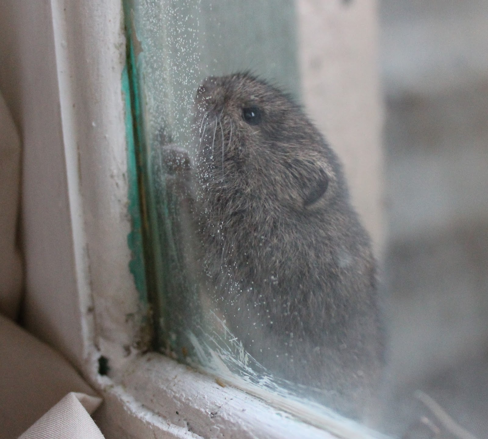 Almost Unschoolers: Braided Tail, Mouse (or Vole) Bookmark Craft