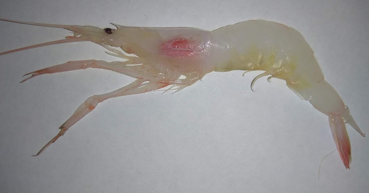 PEIXOS MARISCOS: GAMBUSÍ BLANC