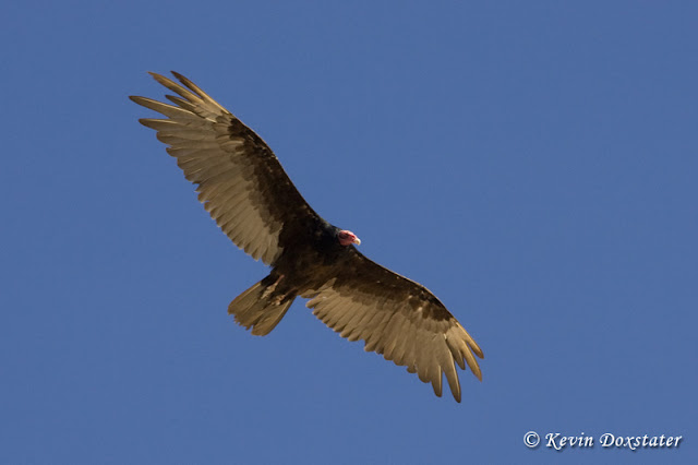 Birding Is Fun!: A Great Time of Year