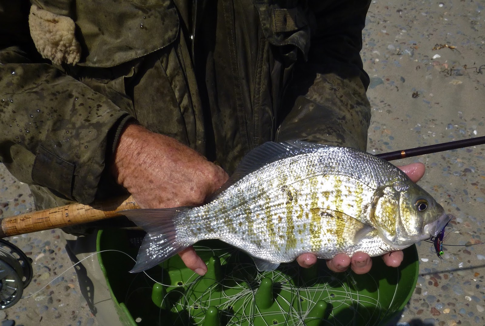 Barred Surfperch on the Fly: 2016-02-28