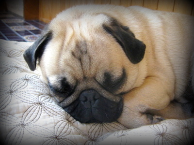 Life is art ... Art is Life: Friday Funnies ~ Naptime : Deconstructed