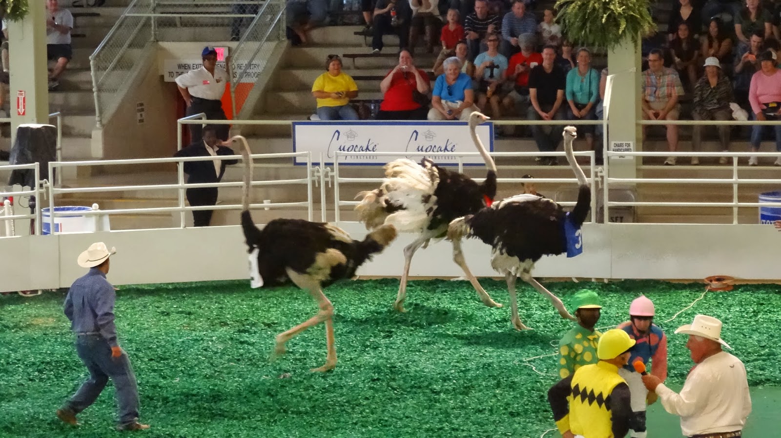 State Fair of Texas 2013: Ostrich Races at the Texas State Fair 2013