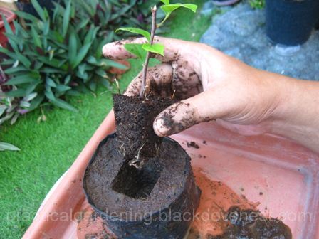 Practical Gardening: Repotting Seedling Plugs from the Garden Tray