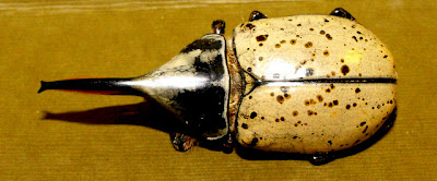 Crooked Beak Workshop: 08/12