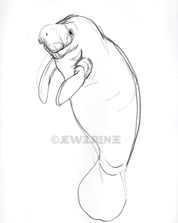 Manatee art, Drawings, Manatee