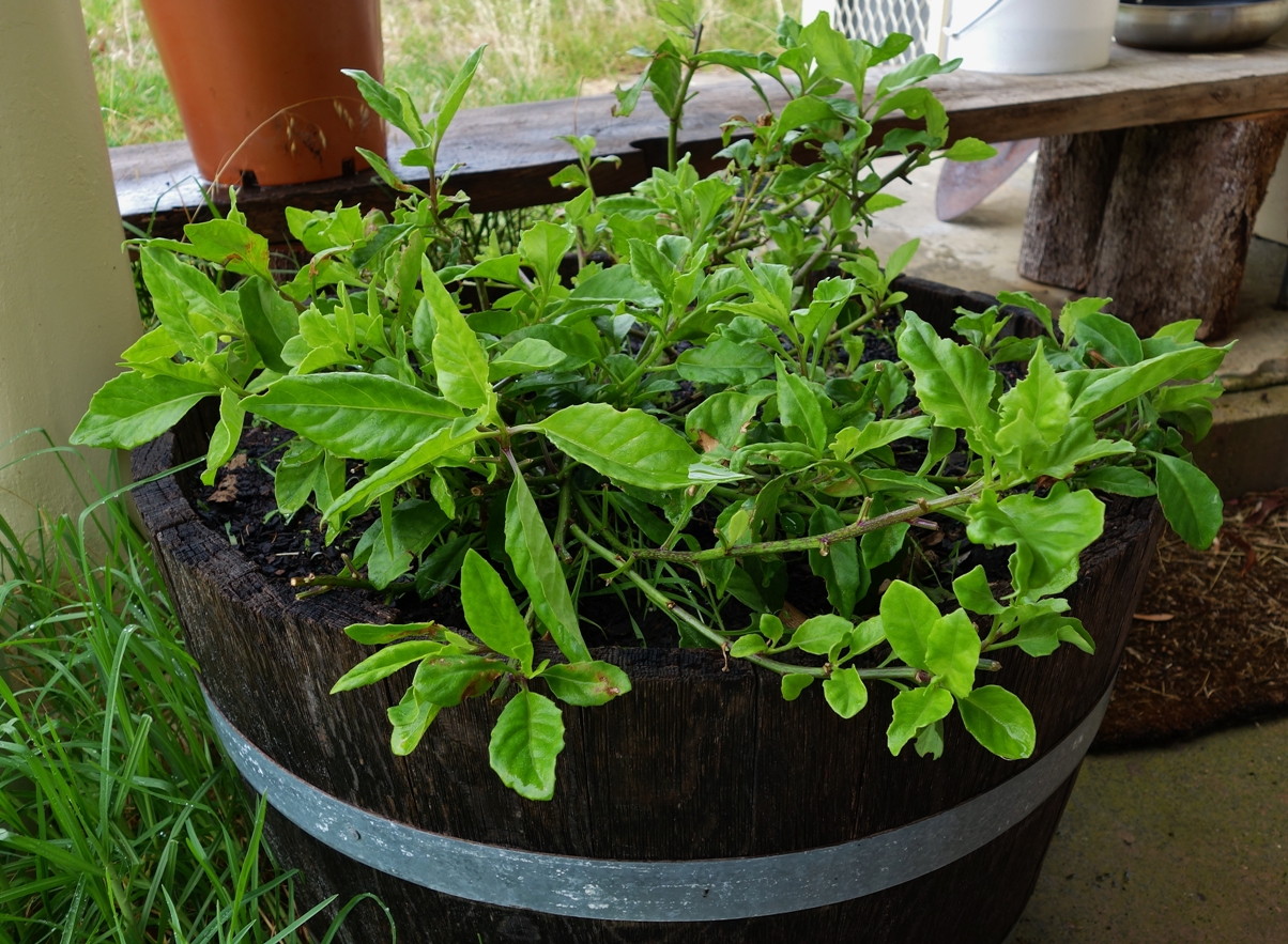 d r i n k s t e r: REVOLUTIONARY DRINKS FOR CHINA