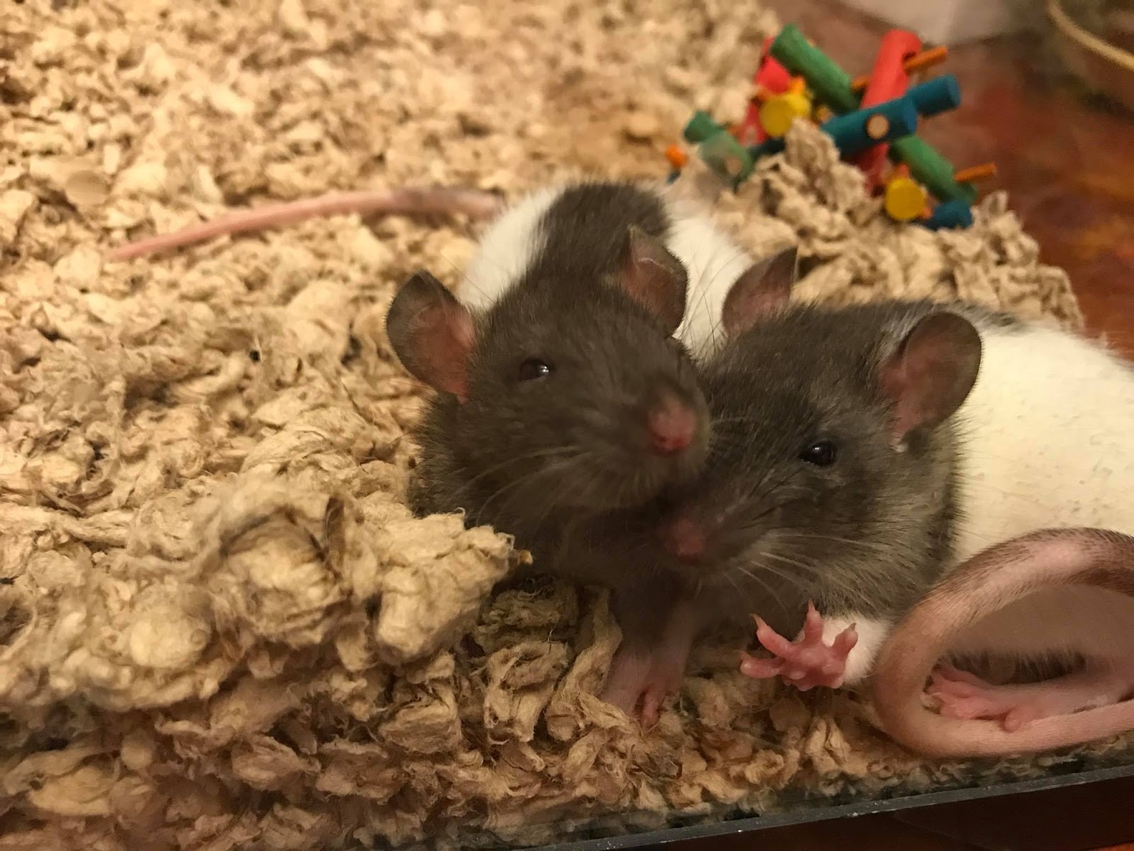 Ask Away Blog: 5 Things You Didn't Know About Rats as Pets