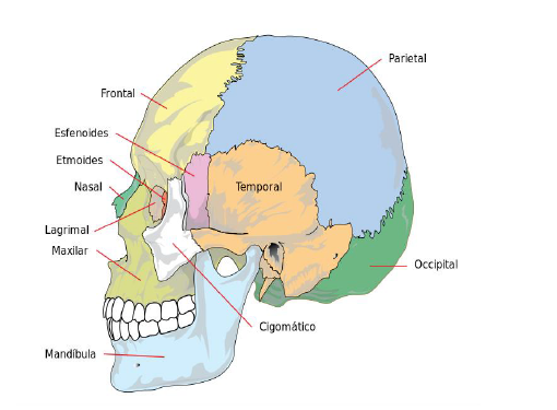 Anatomía del Cráneo y Cara: Huesos Pares del cráneo por Pablo Vázquez