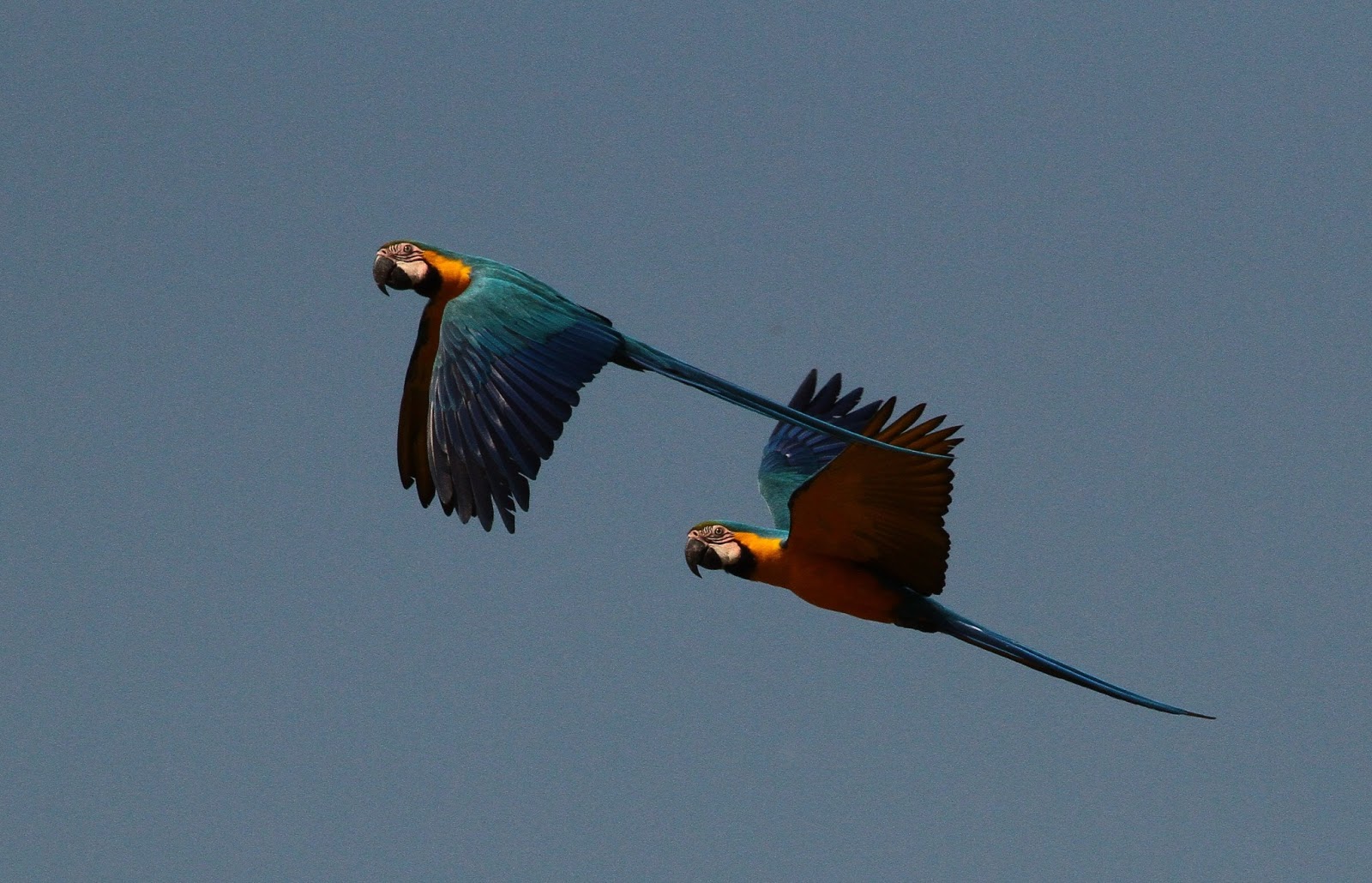 Nuestro bello mundo...: Guacamayos en vuelo, Fotos tomadas en el Parque ...
