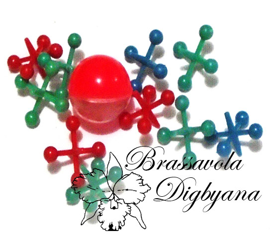 Brassavola Digbyana: Juegos Tradicionales (Parte 4)