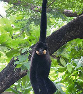 Cambodia E-Visa Blog: What To See In Mundulkiri (Continuous)