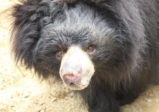 [FELICIDAD] Osa obligada a bailar para turistas al fin es libre gracias ...