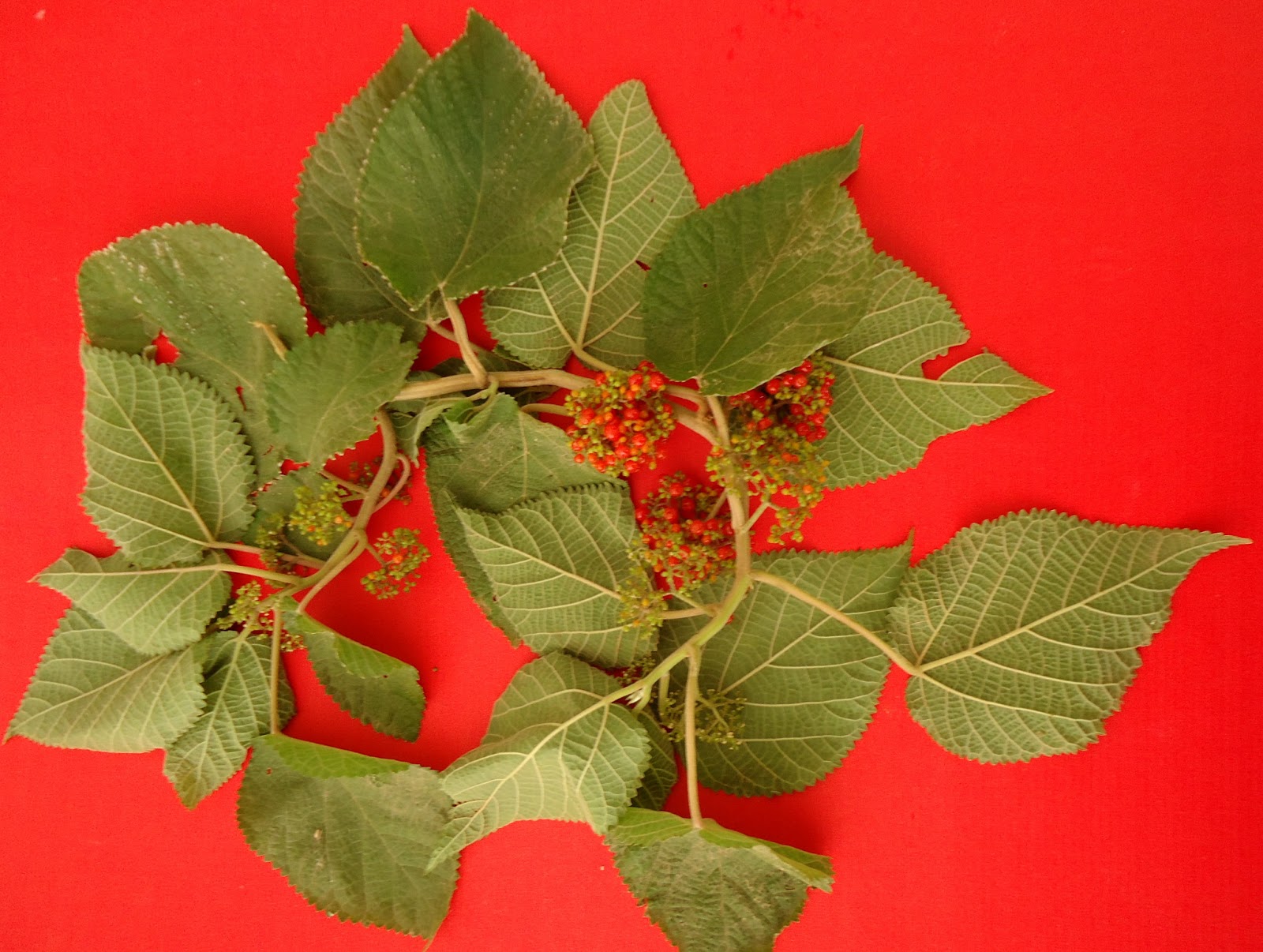 v e r d e c h a c o: Ortiga / Picapica / Pyno mi