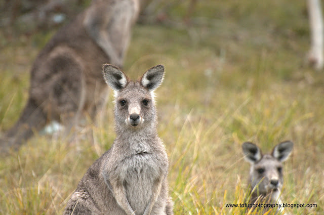 Tofu Photography: Cute kangaroos