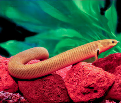 Rope fish care : with 8 easy stape - Aquarium's Care