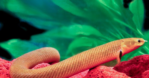 Rope fish care : with 8 easy stape - Aquarium's Care