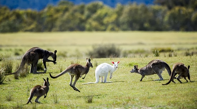 White Wolf : Rare albino kangaroo found in Canberra national park (Photos)