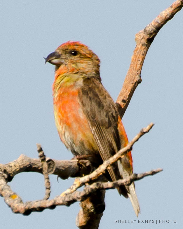 Prairie Nature: Red Crossbills in Cypress Hills: Male, female and juvenile