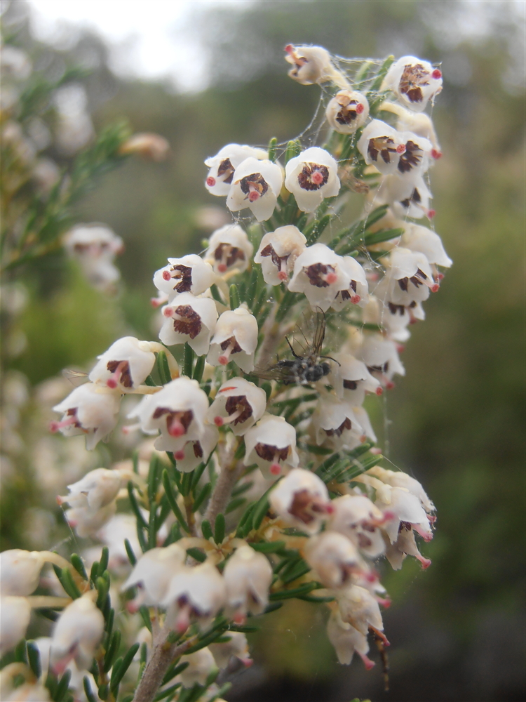 Entre plantas y bichos: Erica arborea (Brezo blanco)