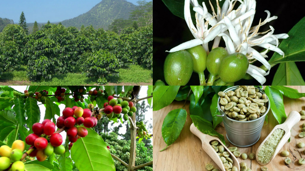 Bean and Leaf - kafa i čaj: KAFA ARABIKA