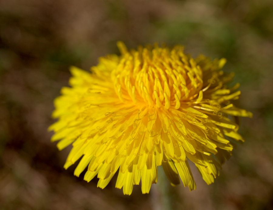 Kuvien tarinaa: Voikukka (Taraxacum officinale)