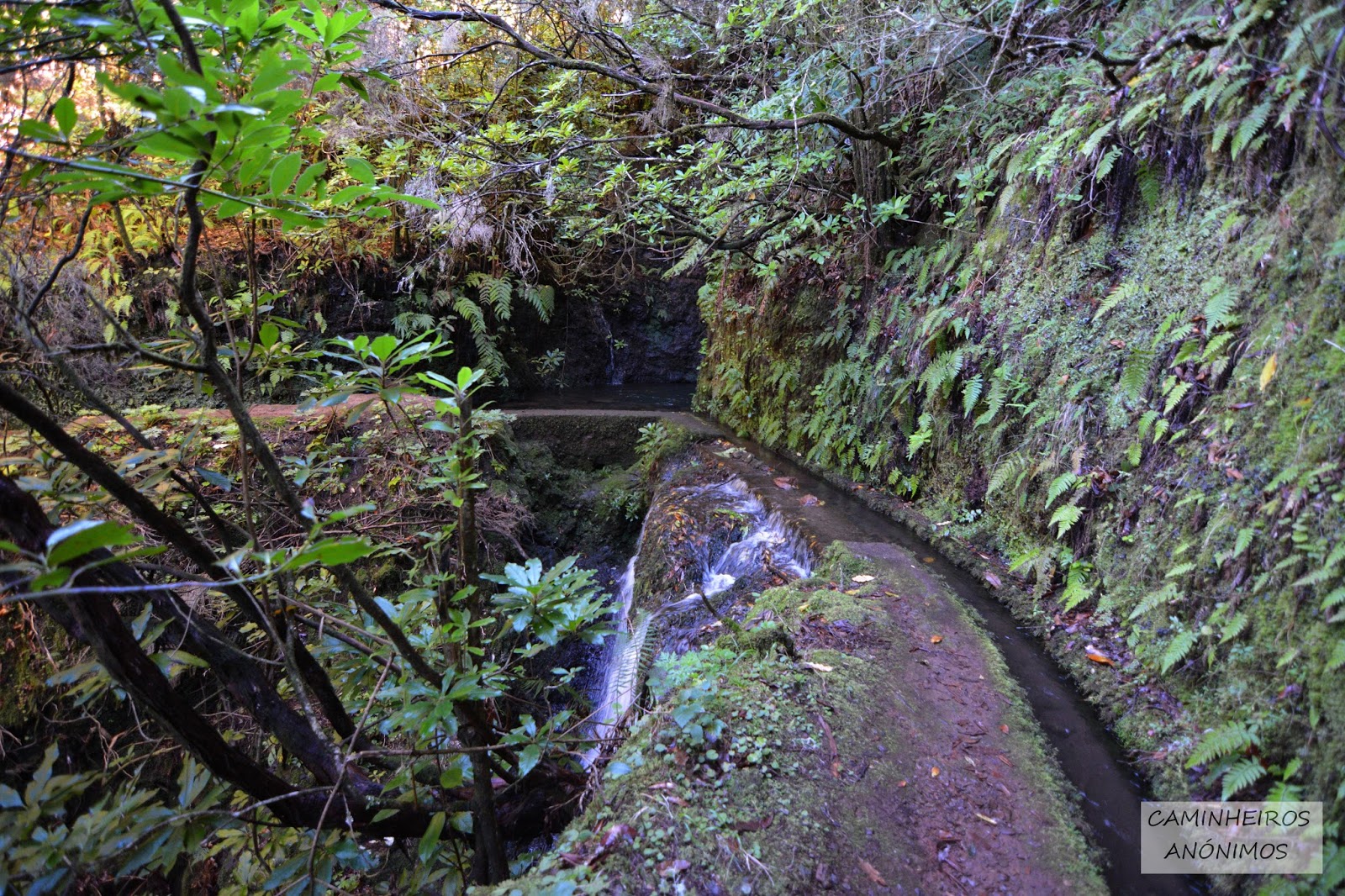 Caminheiros Anónimos Levadas da Madeira : Levada Grande (Achadas da Cruz)