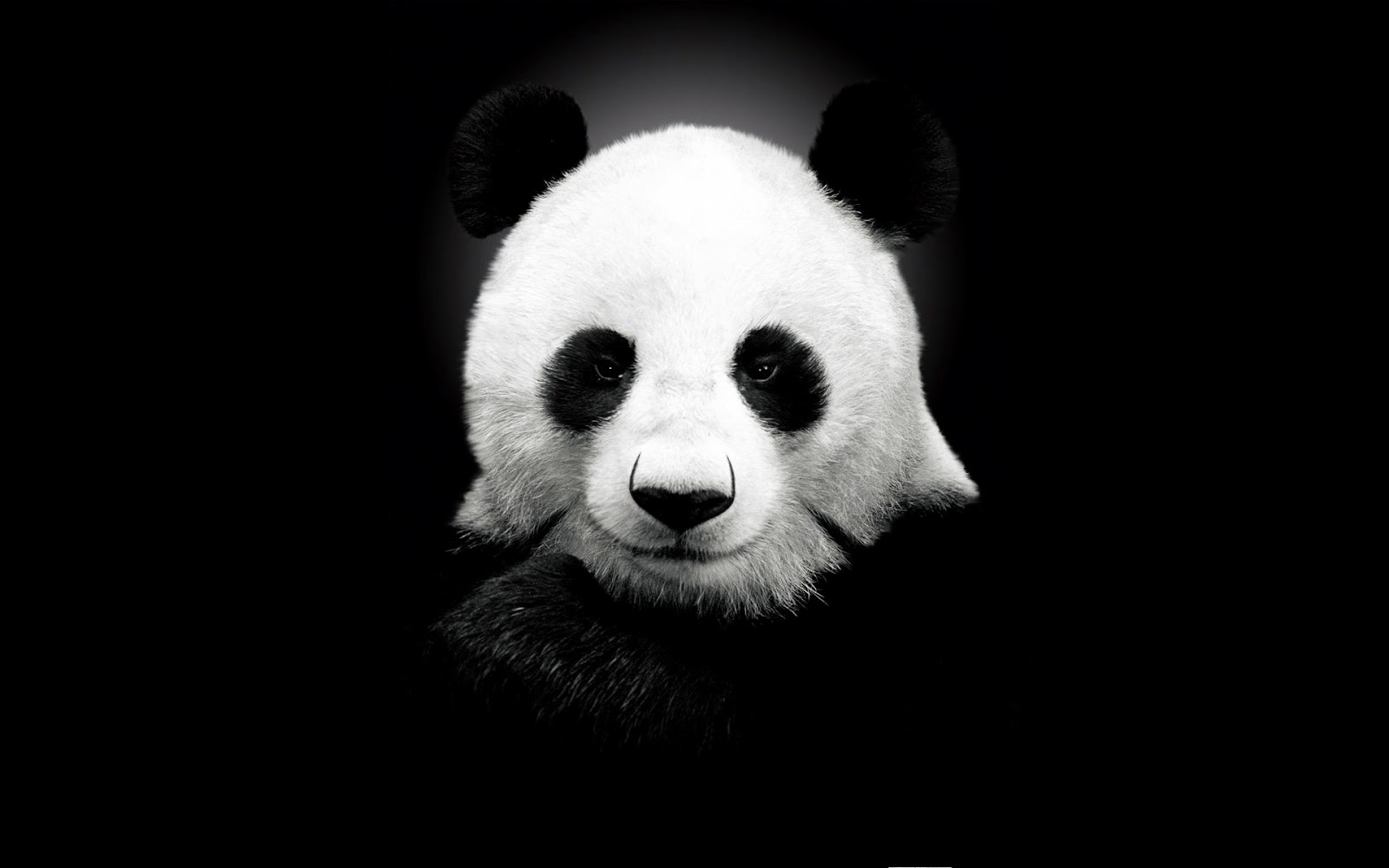 Fondo HD Panda oscuro
