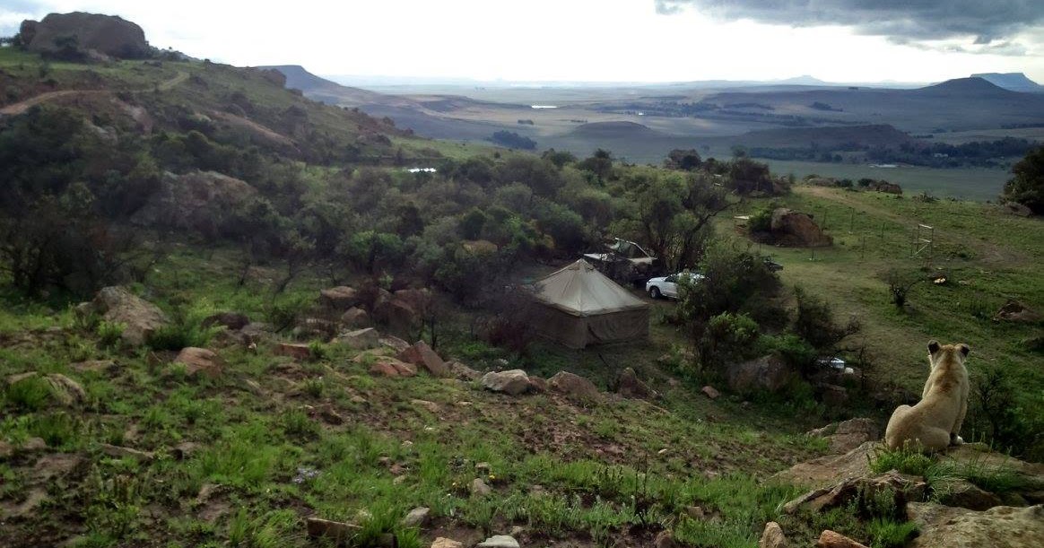 LOVE LIONS ALIVE by Andi Rive