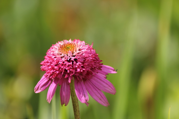 Marits hagedagbok: Solhatter i hagen del 1