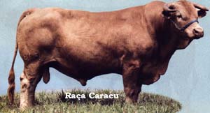 MEAT POINT: RAÇA DO MUNDO