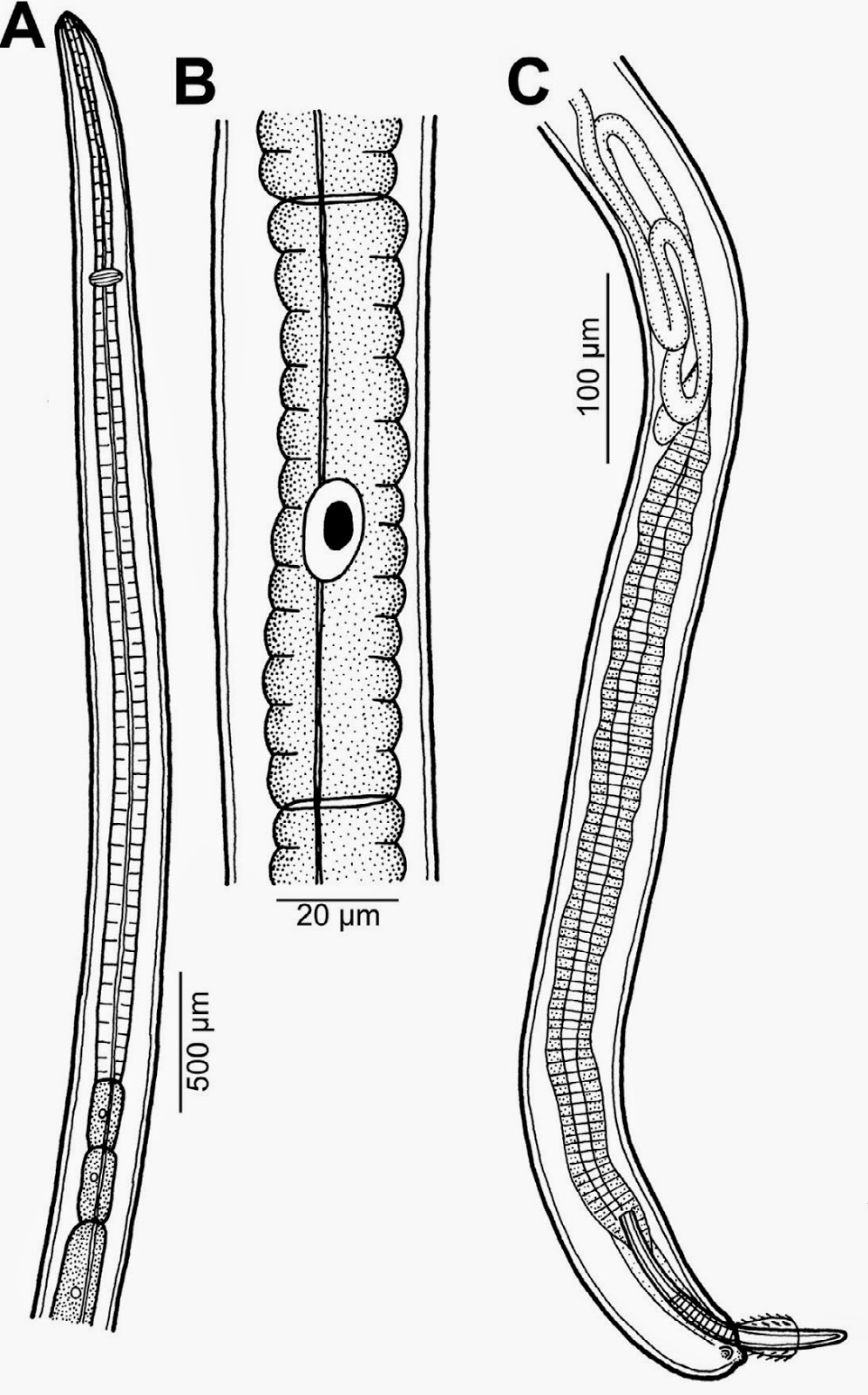Sciency Thoughts: A new species of Capillariid Nematode from New Caledonia.