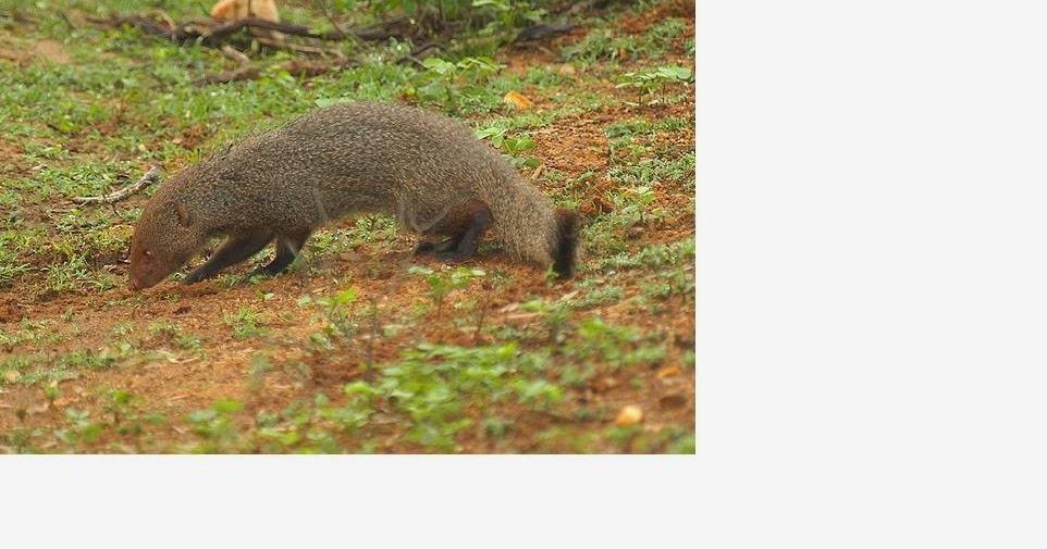 Sri Lanka Ruddy Mongoose (Herpestes smithii zeylanicus)