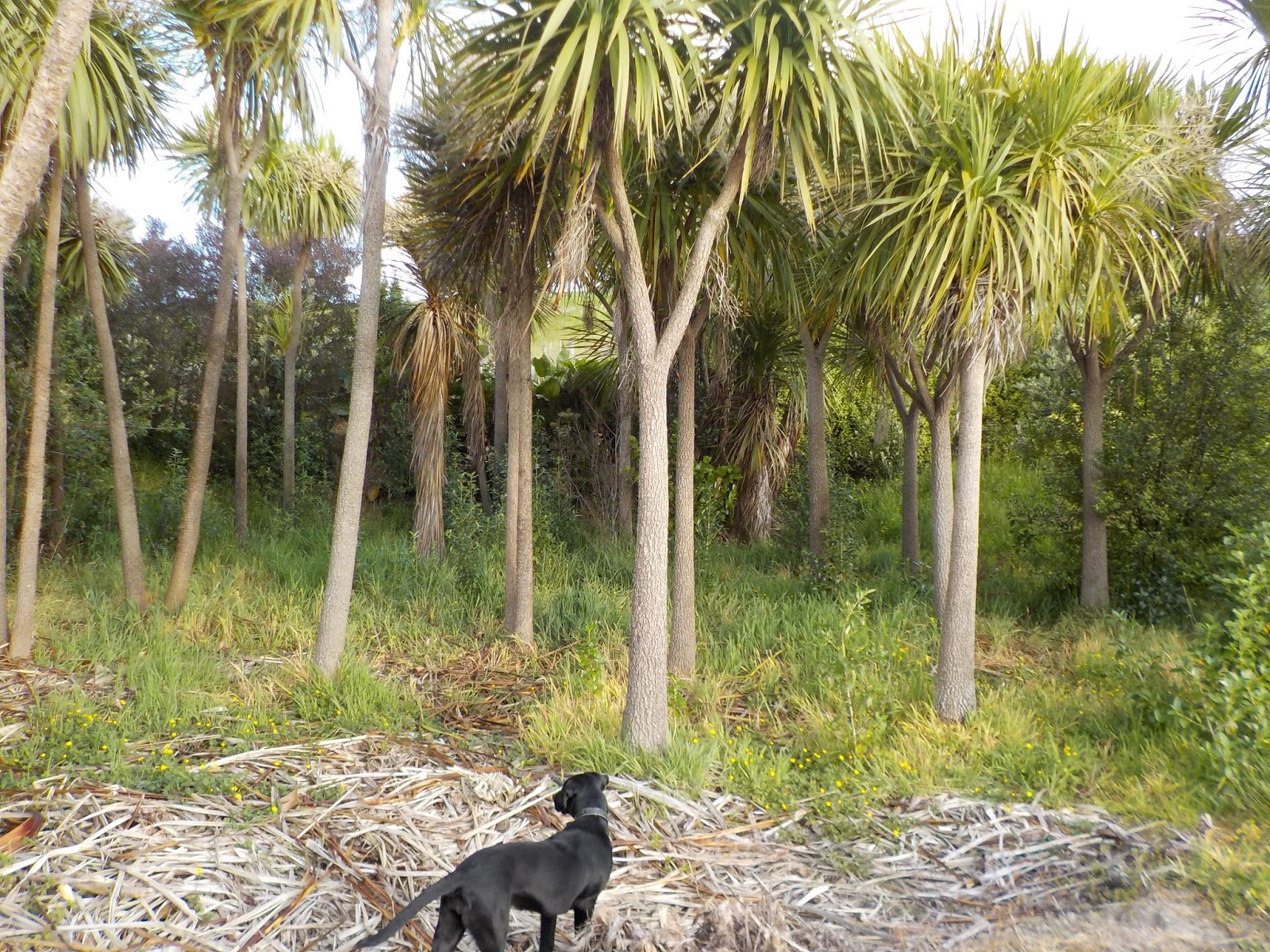 cabbage tree farm: Cabbage tree flowering season