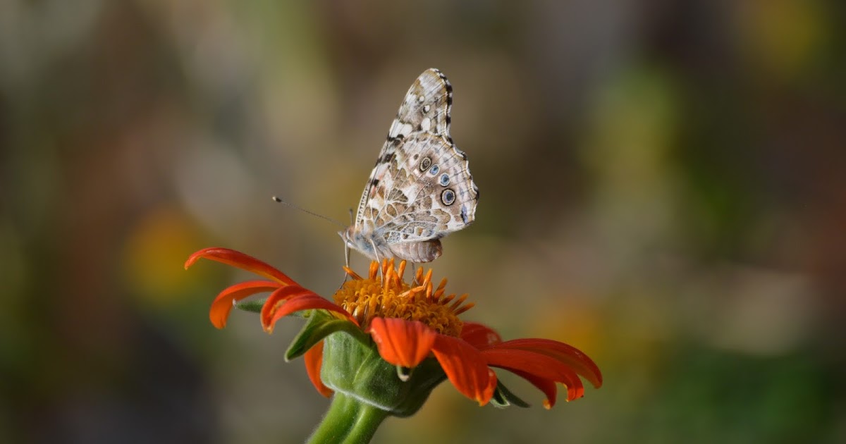 Annabanana: Butterfly Flutterby