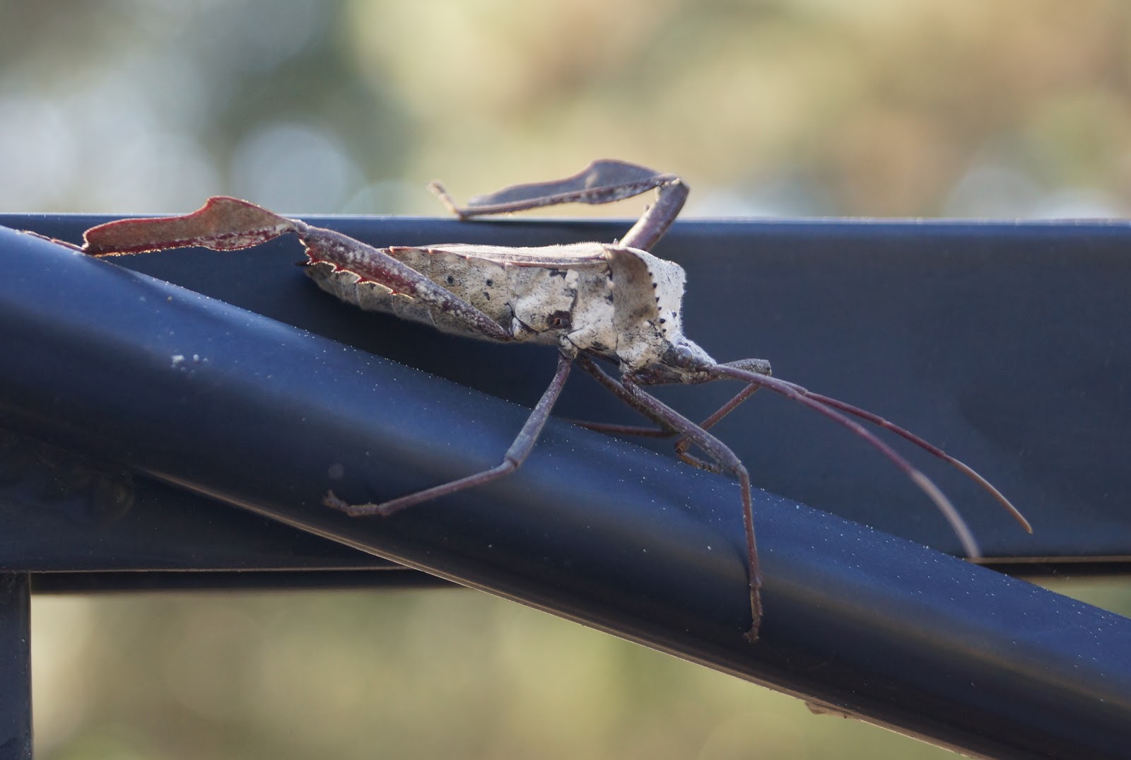 Dancing 'Cross the Country: Marvelous Places: Edisto Island