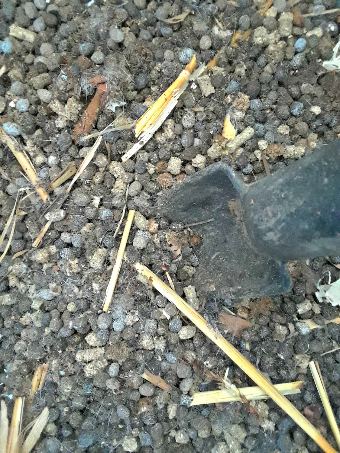 Why Rabbit Manure is the Best Fertilizer Ever - Proverbs 31 Homestead