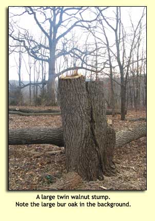 Tom's Blog: Black walnut: one of the bad guys in oak savanna restoration