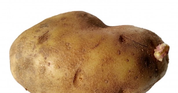 Green Grandma: GMO WARNING: Beware the Innate Potatoes