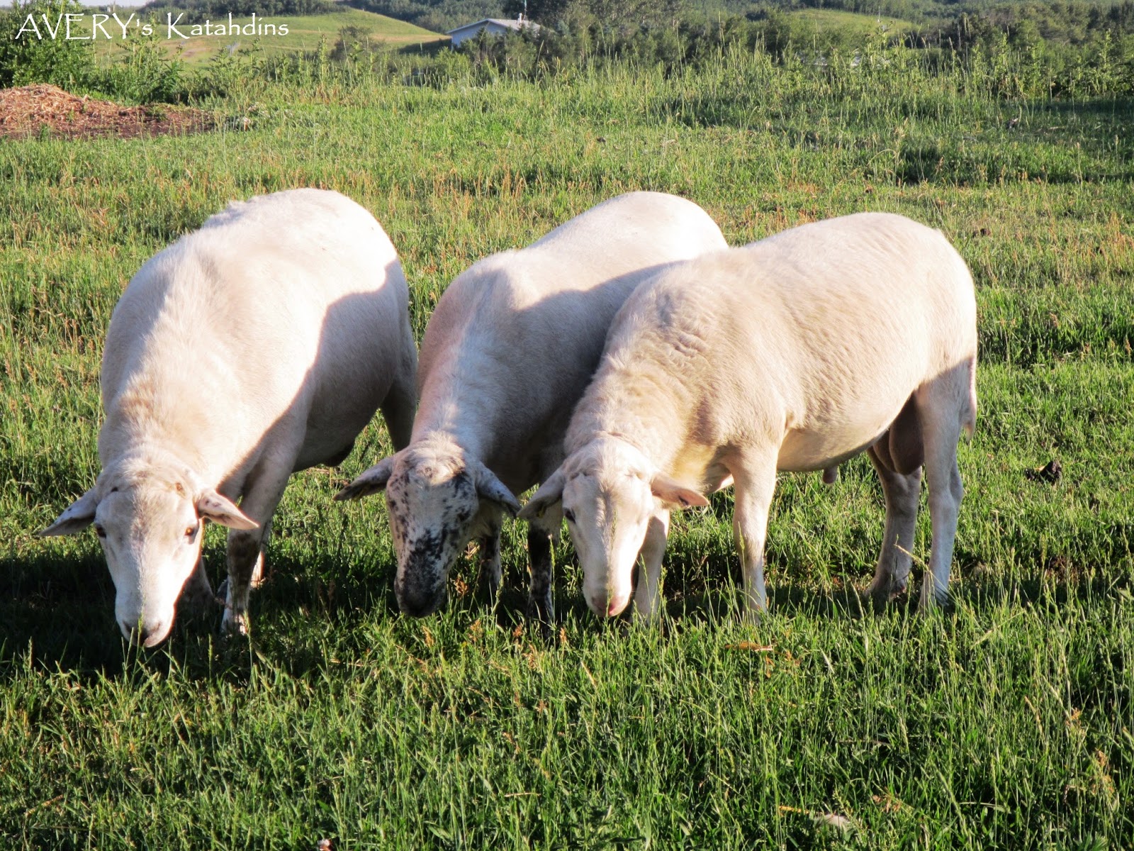 AVERY's KATAHDIN SHEEP
