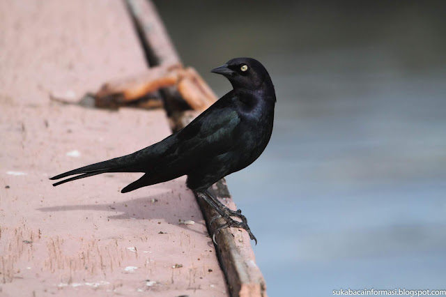 Koleksi Foto Burung Gagak Hutan