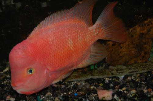 Flowerhorn The Hybrid Cichlids: Louhan Red Monkey