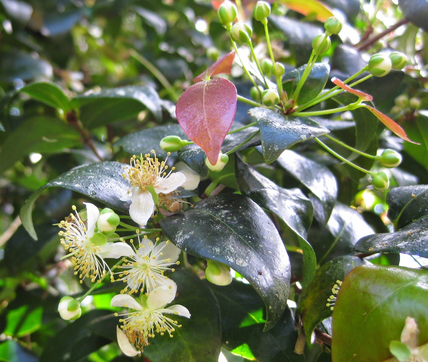 Trees of Santa Cruz County: Luma apiculata - Chilean Luma