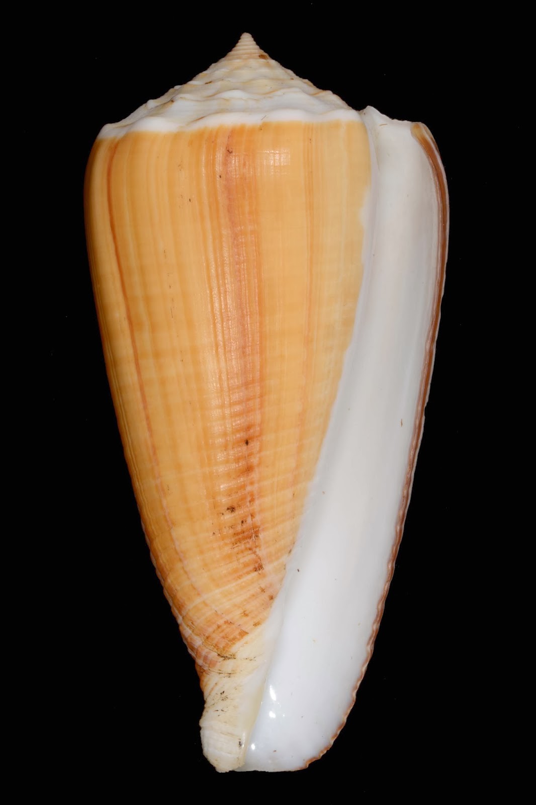 Dr. Lee's Gallery Museum: Conus sulcatus bocki 74.7mm 木乃伊芋螺