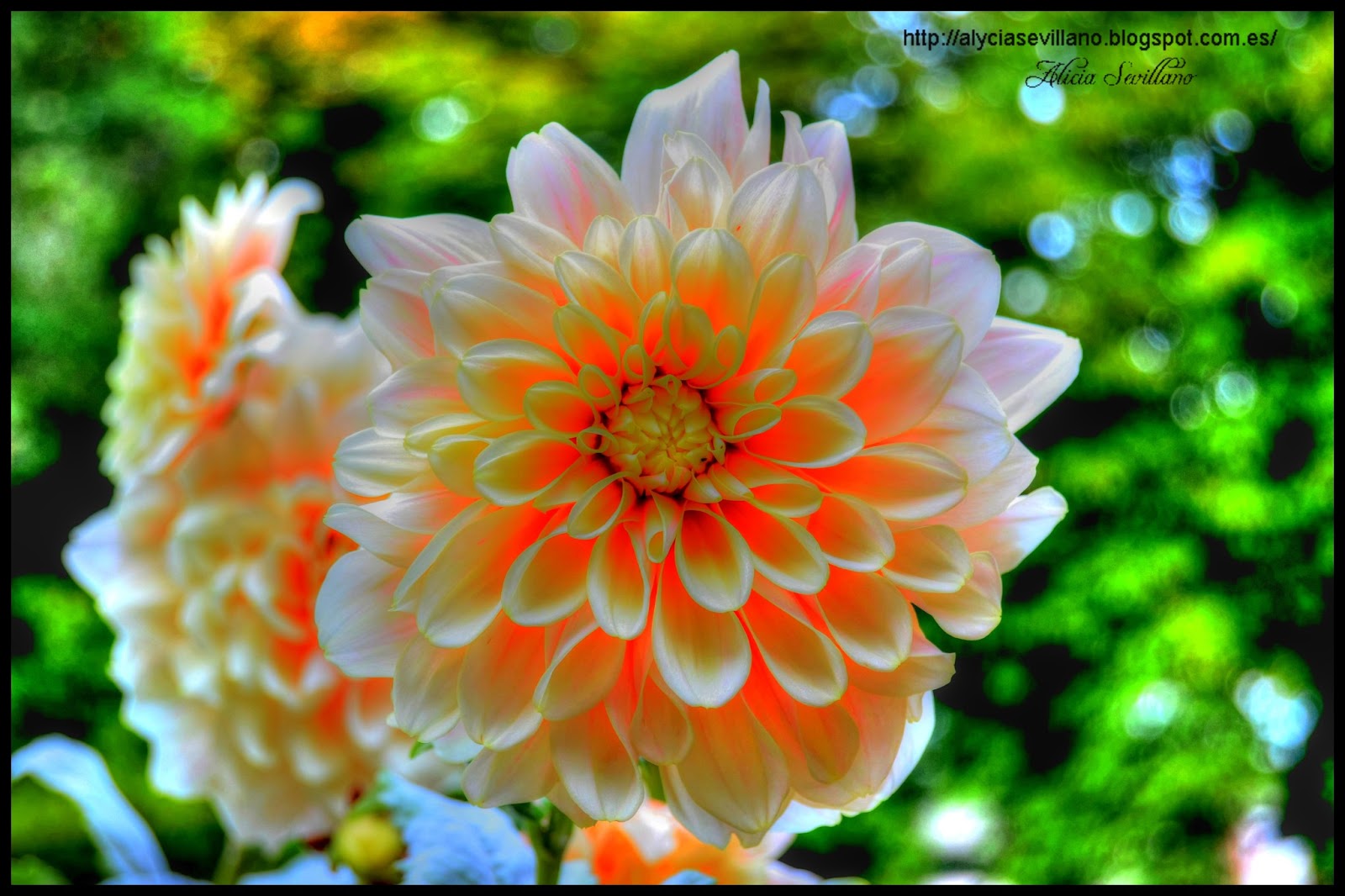 Alycia Fotografia: enero 2013