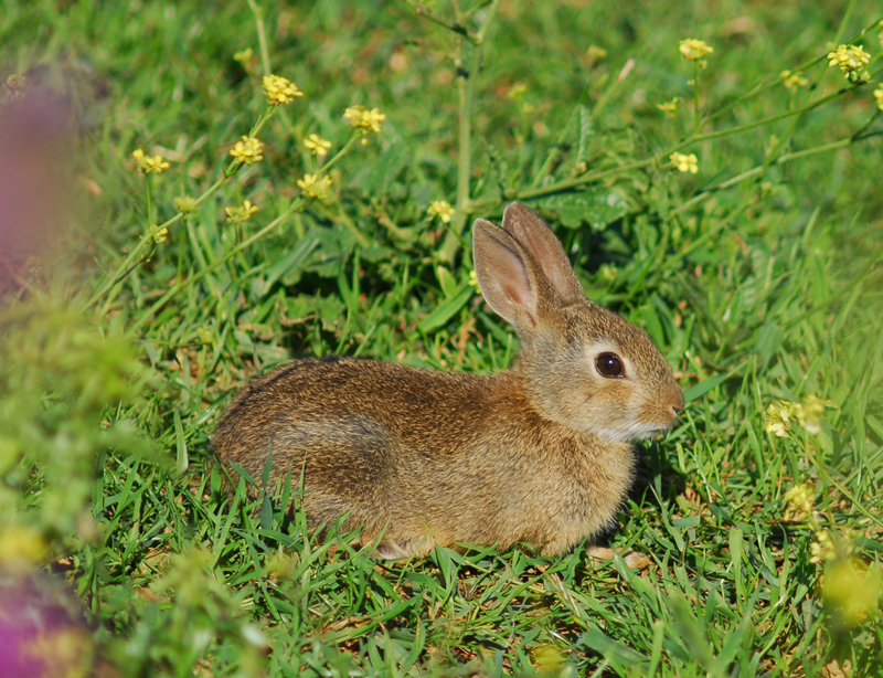 Birding Canarias: El conejo