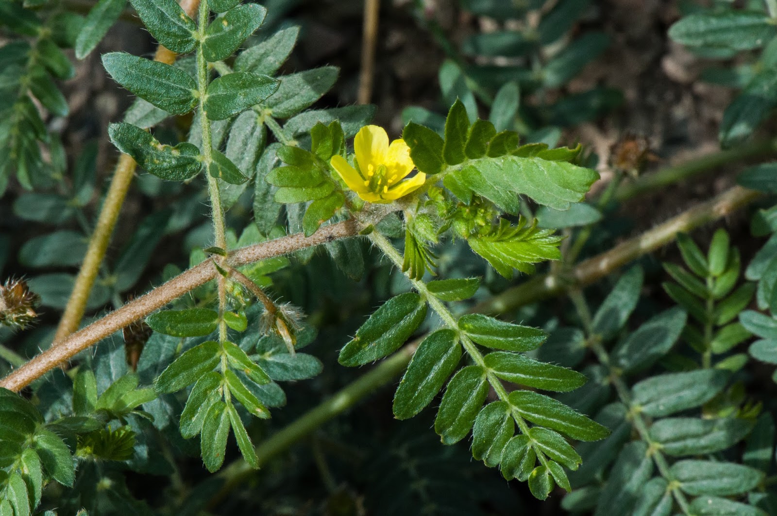 Desde Alájar: Abrojos