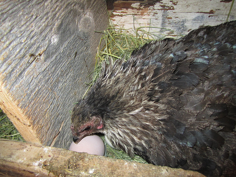 A crown of Jewels: Frostbite on chicken's combs ~ Rooster black comb